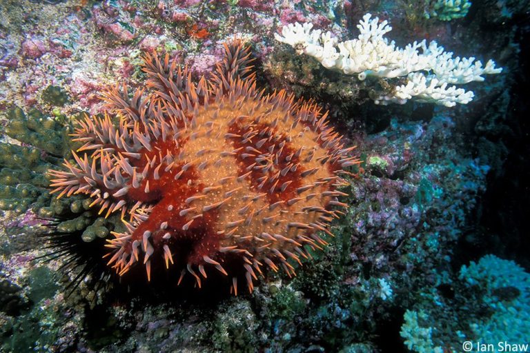 Acanthaster – Solitary Islands Underwater Research Group