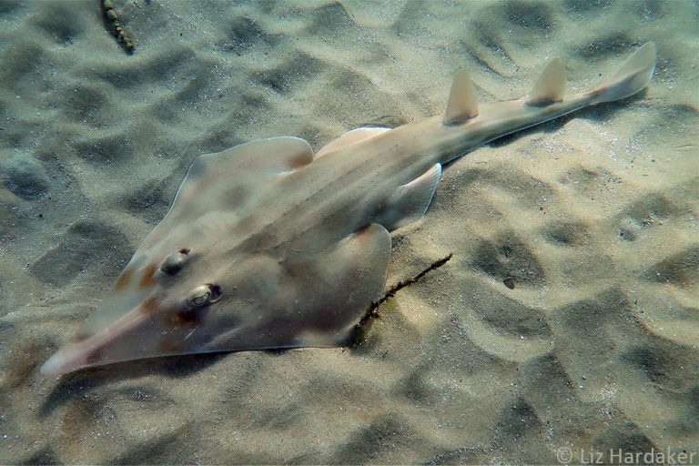 Shark and Ray Families – Solitary Islands Underwater Research Group