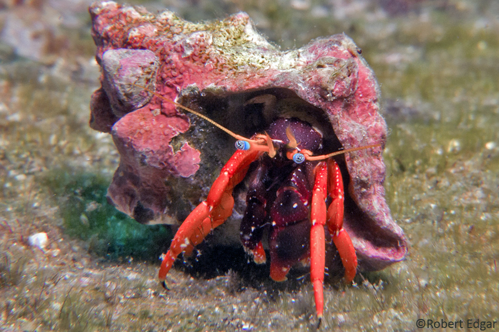 Calcinus gaimardii (H. Milne Edwards, 1848) – Solitary Islands ...
