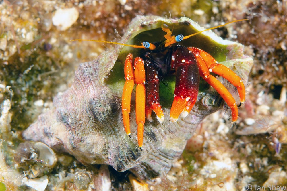 Calcinus gaimardii (H. Milne Edwards, 1848) – Solitary Islands ...