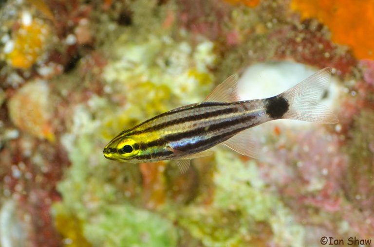 Cheilodipterus – Solitary Islands Underwater Research Group