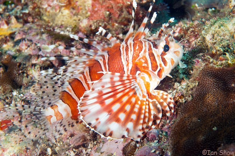 Dendrochirus – Solitary Islands Underwater Research Group
