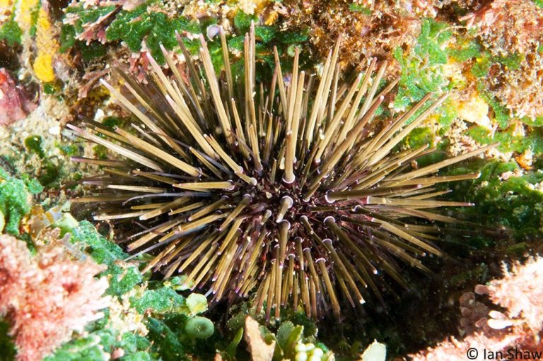Echinometra – Solitary Islands Underwater Research Group
