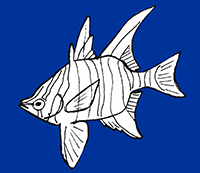 Enoplosidae – Solitary Islands Underwater Research Group