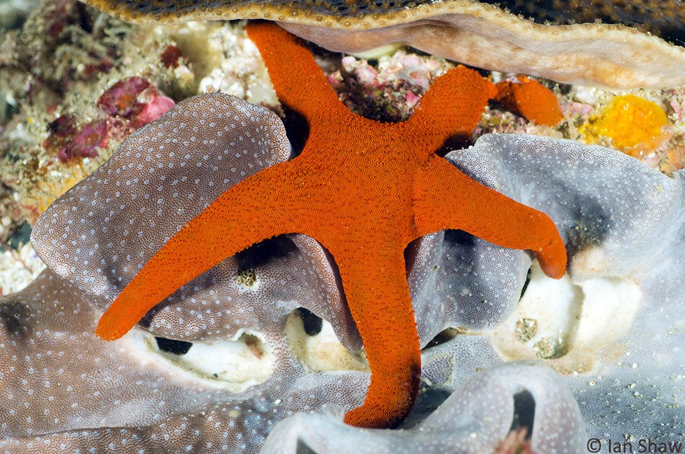 Fromia polypora (H.L. Clark, 1916) – Solitary Islands Underwater ...