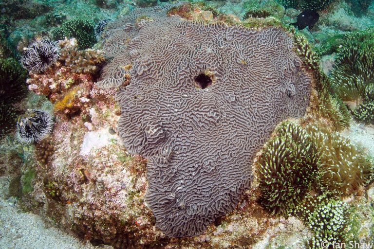 Hard Corals – Solitary Islands Underwater Research Group