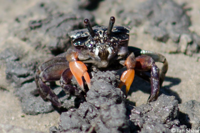 Heloeciidae – Solitary Islands Underwater Research Group