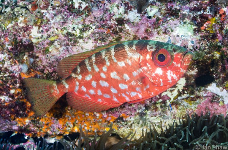 Priacanthidae – Solitary Islands Underwater Research Group
