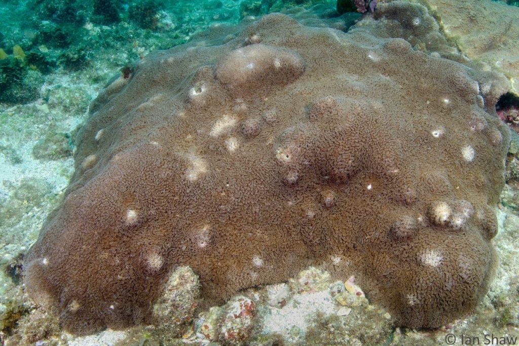 Hydnophora – Solitary Islands Underwater Research Group