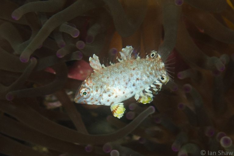 Macropharyngodon – Solitary Islands Underwater Research Group