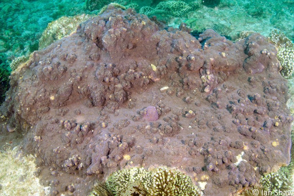 Hard Corals – Solitary Islands Underwater Research Group