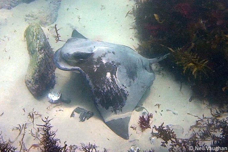 Myliobatis – Solitary Islands Underwater Research Group
