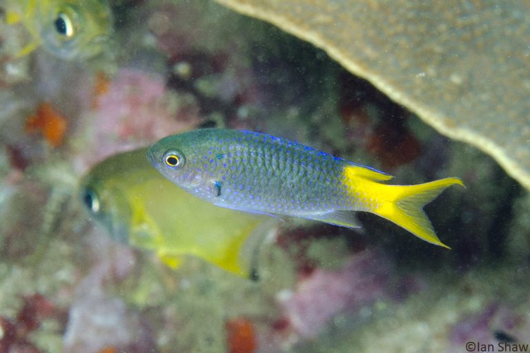 Neopomacentrus – Solitary Islands Underwater Research Group