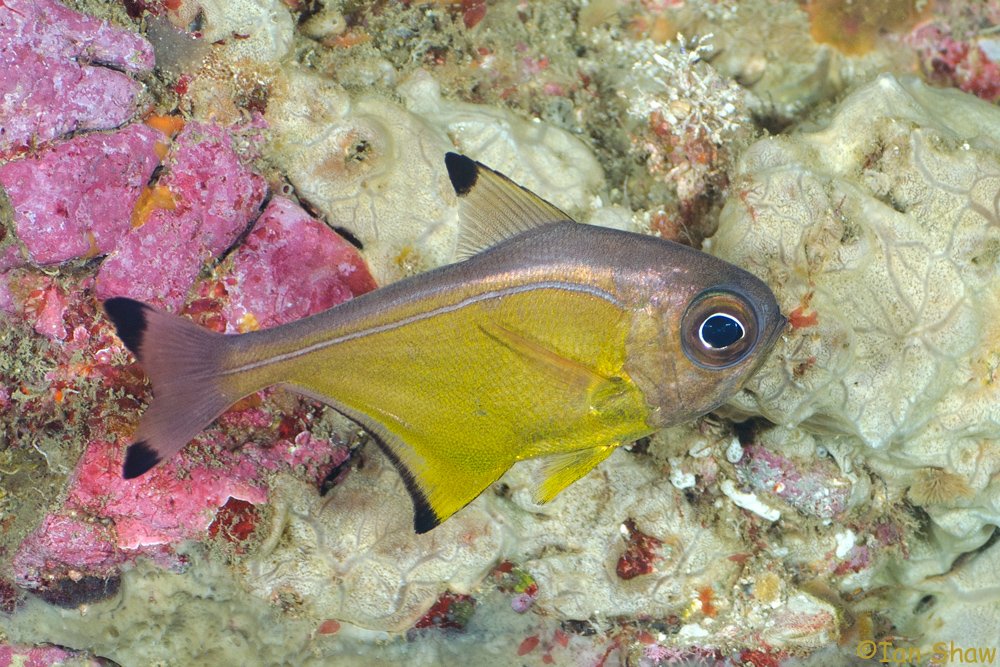 Pempheris affinis (McCulloch, 1911) – Solitary Islands Underwater ...