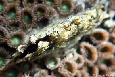 Pinctada – Solitary Islands Underwater Research Group