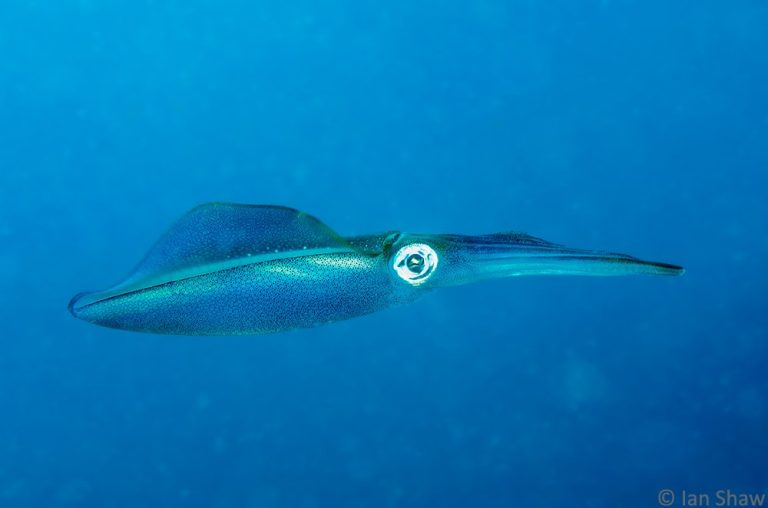 Octopuses, Cuttlefish and Squid – Solitary Islands Underwater Research ...
