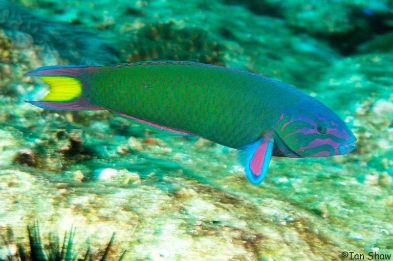 Labridae – Solitary Islands Underwater Research Group