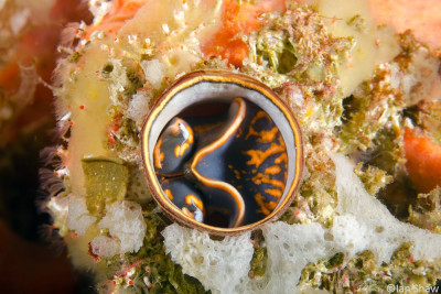 Thylacodes sipho (Lamarck, 1818) – Solitary Islands Underwater Research ...