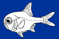 Trachichthyidae – Solitary Islands Underwater Research Group