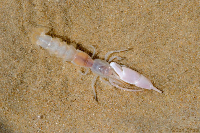 Trypaea australiensis (Dana, 1852) – Solitary Islands Underwater ...