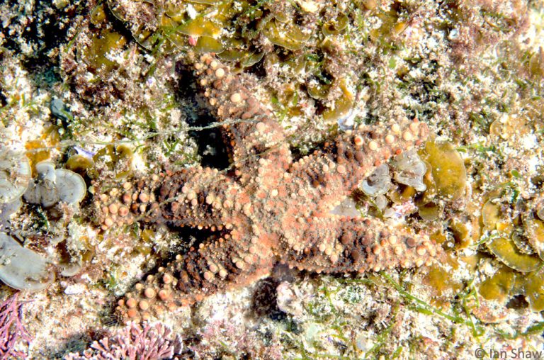 Sea Stars and Sea Urchins – Solitary Islands Underwater Research Group