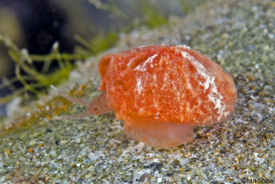 Lamellaria sp. (Montagu, 1815) – Solitary Islands Underwater Research Group