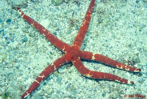 Leiaster sp. (Peters, 1852) – Solitary Islands Underwater Research Group