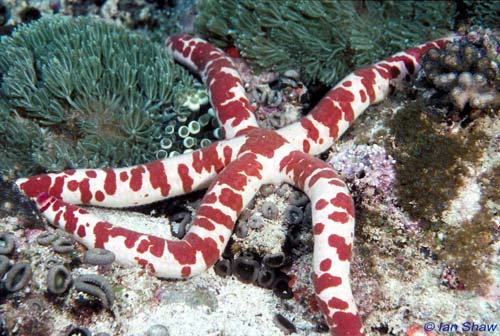 Leiaster sp. (Peters, 1852) – Solitary Islands Underwater Research Group
