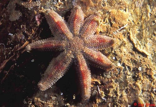 Allostichaster polyplax (Muller and Troschel, 1844) – Solitary Islands ...