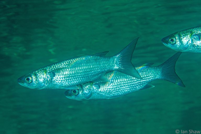 Mugilidae – Solitary Islands Underwater Research Group