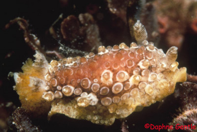Carminodoris nodulosa (Angas, 1864) – Solitary Islands Underwater ...