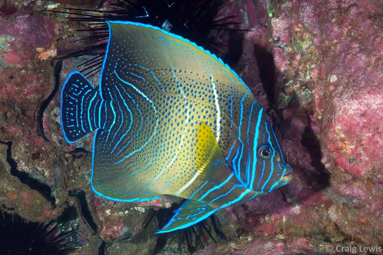 Pomacanthidae – Solitary Islands Underwater Research Group