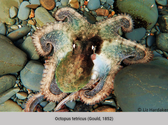 Solitary Islands Underwater Research Group – SURG