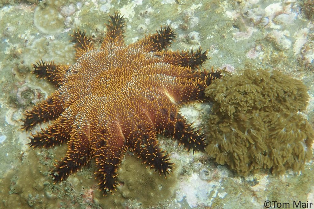 Acanthaster – Solitary Islands Underwater Research Group